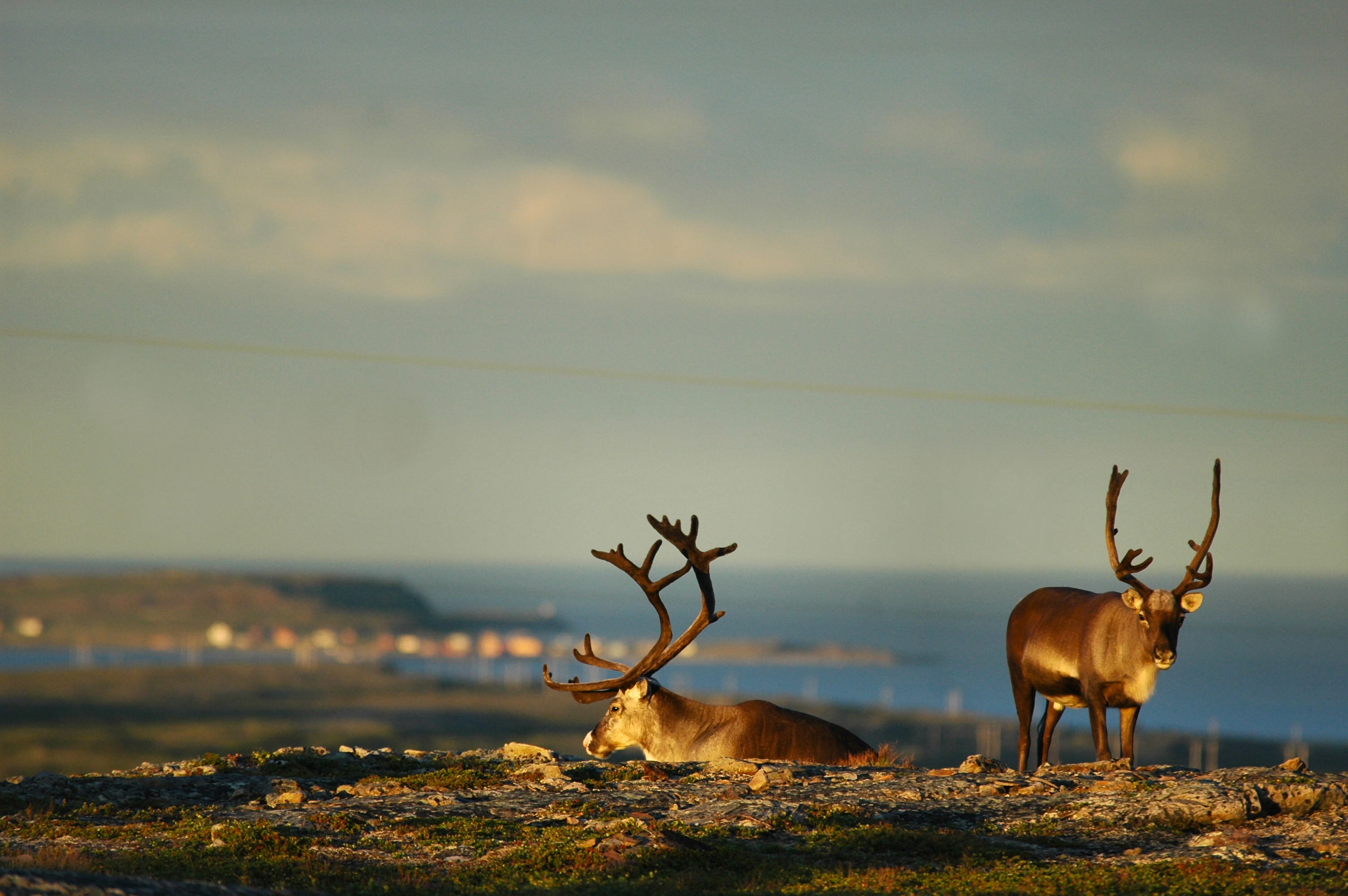 Rentiertrekking Rohkunborri